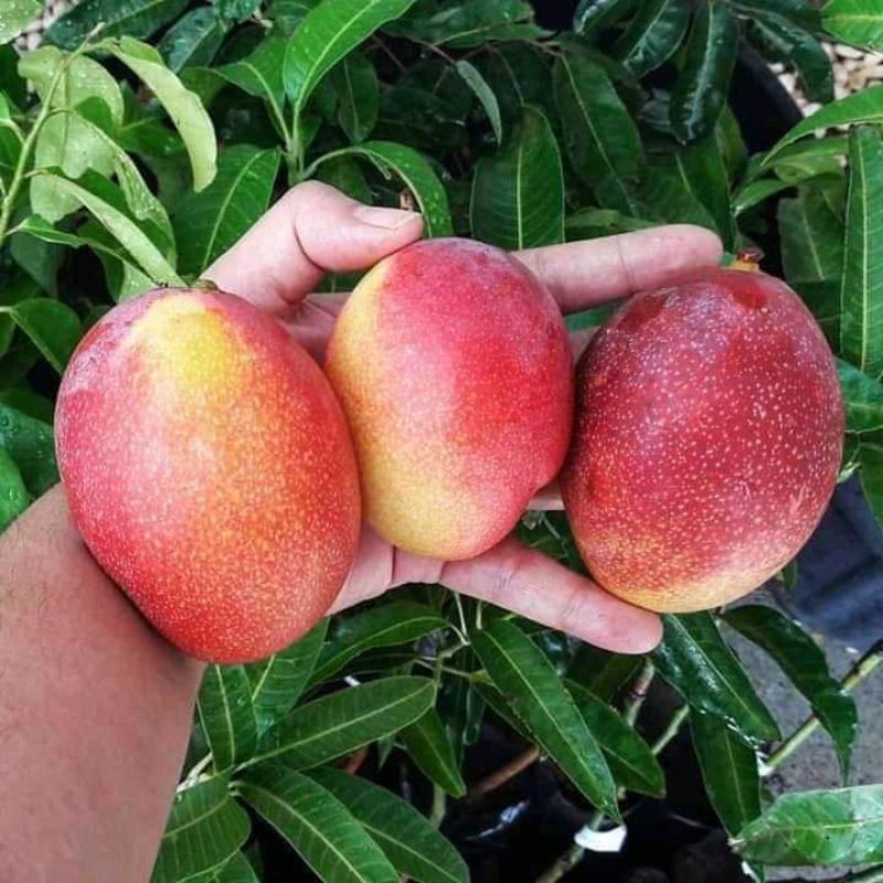 Jual bibit mangga garifta merah | Shopee Indonesia Jual bibit mangga garifta merah | Shopee Indonesia