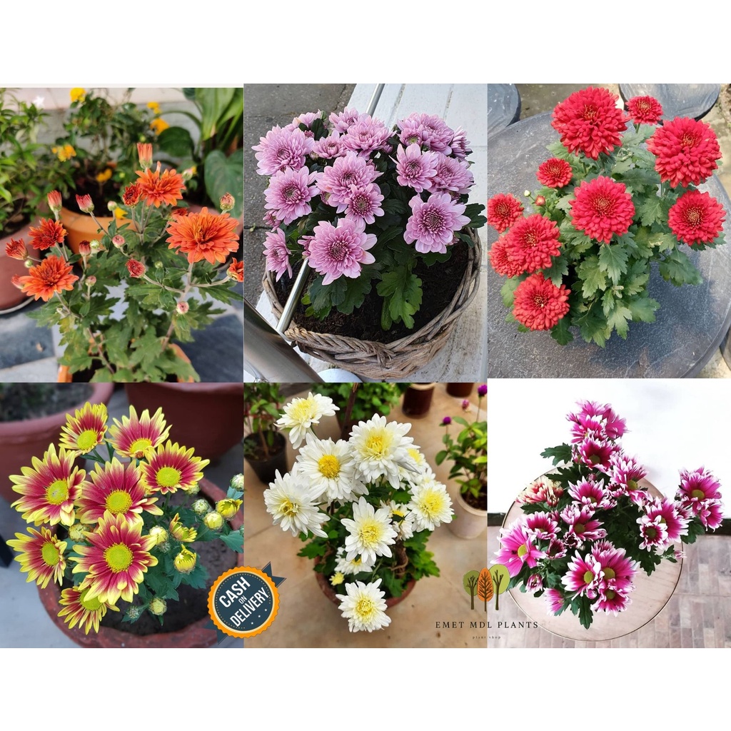 Jual TANAMAN BUNGA KRISAN ASTER 8 WARNA BUNGA SERUNI COD TANAMAN HIAS ...