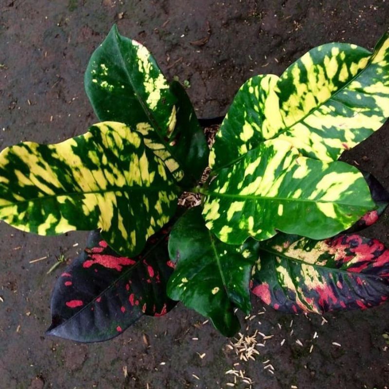 Jual Tanaman Hias Puring - Bunga Hias Daun - Tanaman Hidup | Shopee ...