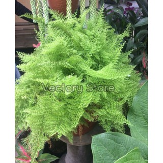Jual Pohon Pakis Embun Salju Rimbun Tanaman Hias Gantung Indoor ...