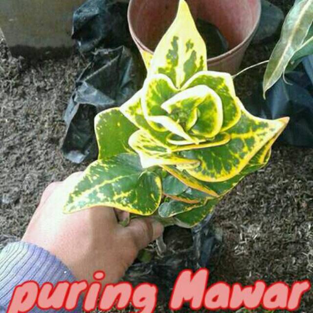 Begini 14+ Tanaman Bunga Puring Terbaru - Informasi Seputar Tanaman Hias