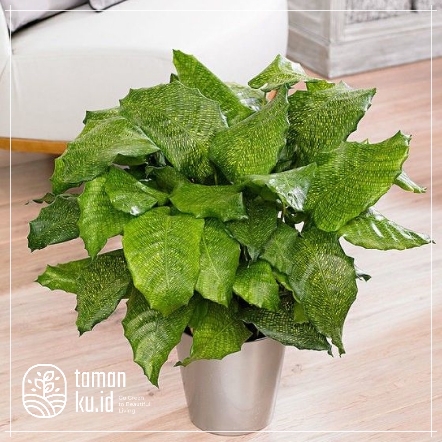 Jual Tanaman Hias Calathea Musaica / Kalathea Muzaik Rimbun | Shopee ...