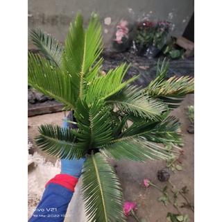 Jual Palem sikas ( Mawar Jambe ) | Shopee Indonesia