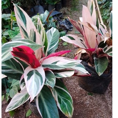Jual tanaman hias Meranti Bali/tanaman hias calathea Meranti bali ...