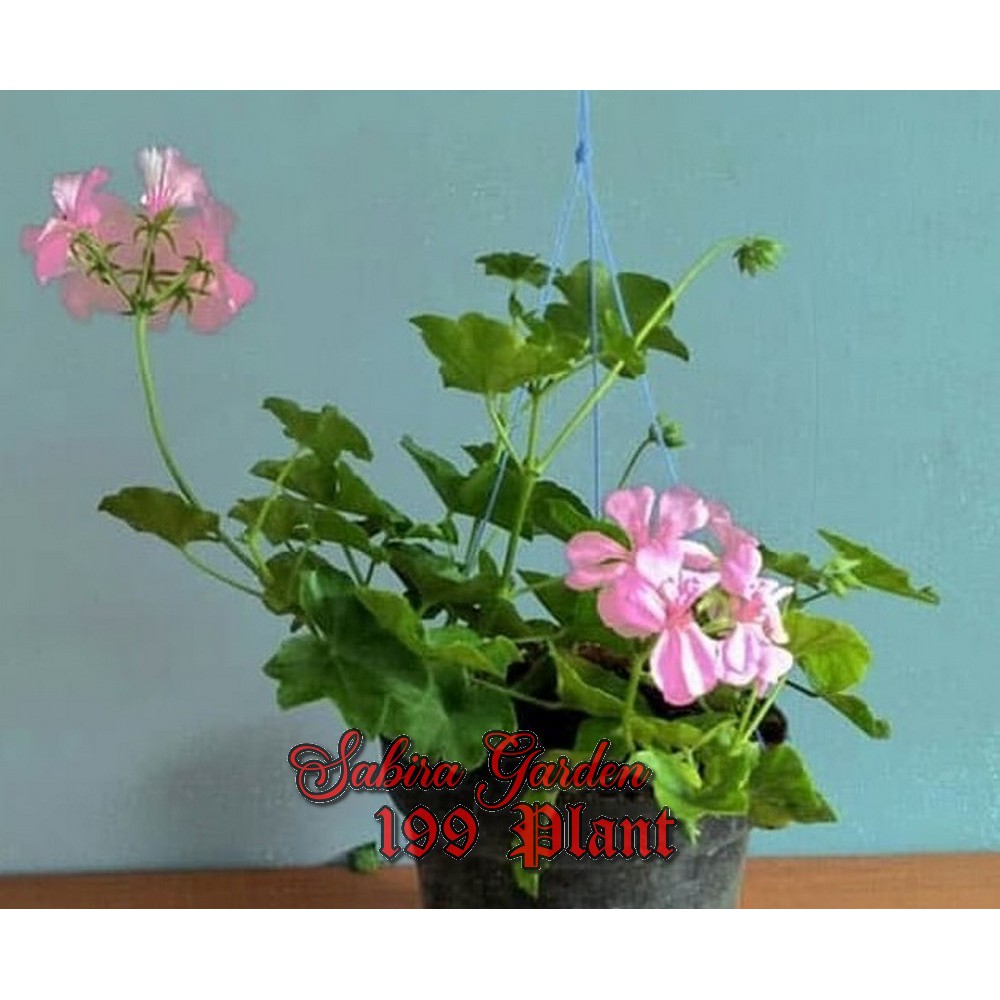 Jual TANAMAN HIAS Geranium bunga pink (geranium light pink) Indonesia ...