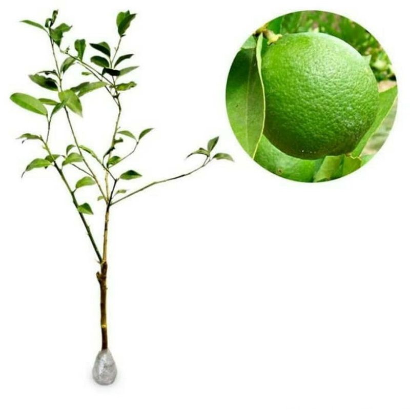 Jual bibit tanaman jeruk nipis / jeruk pecel | Shopee Indonesia Jual bibit tanaman jeruk nipis / jeruk pecel | Shopee Indonesia