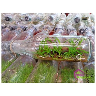 Jual Bibit Botol Vanda Hastifera spesies anggrek seedling kalimantan ...