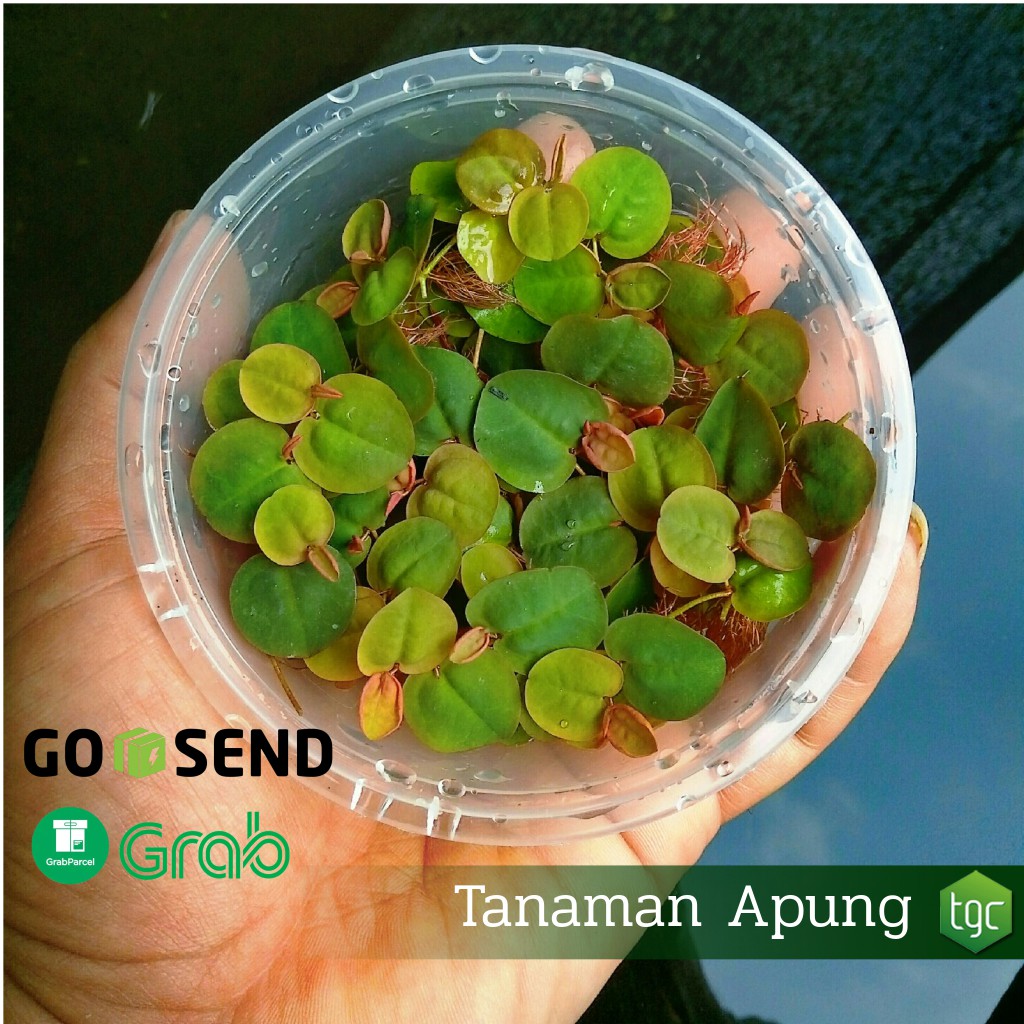 Jual Phyllantus Fluitan / Tanaman Apung / Floating Plant | Shopee Indonesia