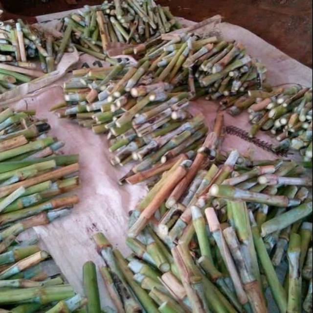 Jual Promo 50 batang/ bibit rumput raja /rumput gajah super | Shopee ...