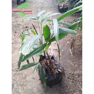 Jual Tanaman Palem JARI - WAREGU - PAlem indoor terbaik 50 cm up ...