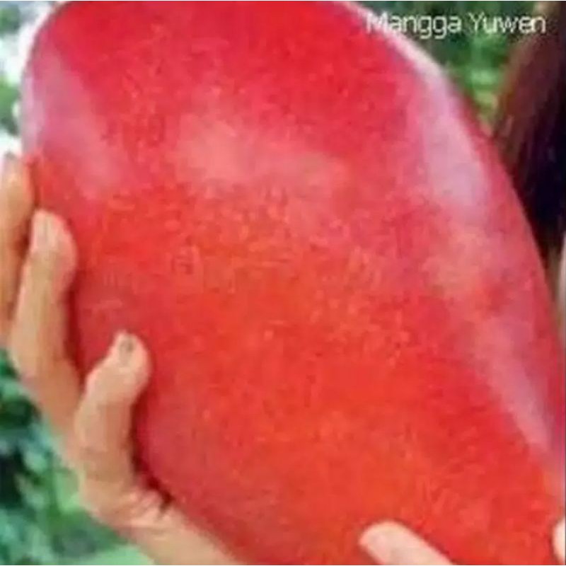 Jual bibit mangga Yuwen super jumbo | Shopee Indonesia Jual bibit mangga Yuwen super jumbo | Shopee Indonesia
