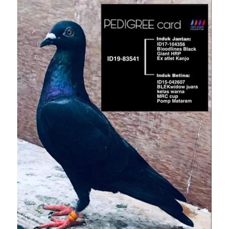 Jual merpati pos | Shopee Indonesia