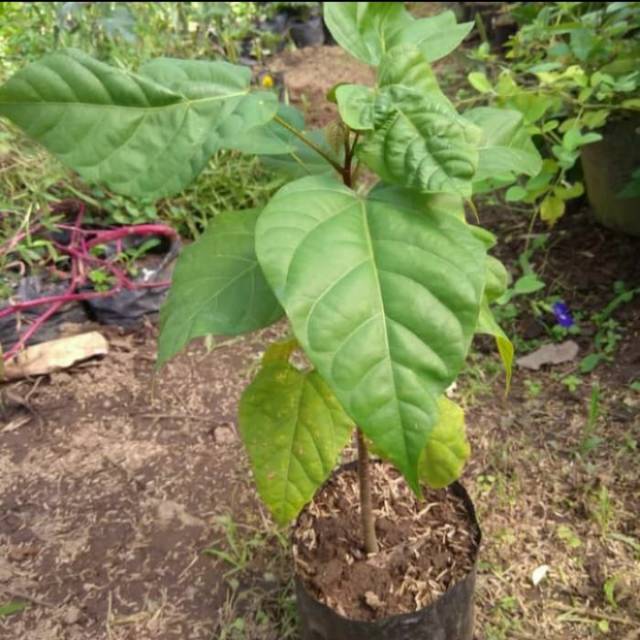 Jual Tanaman kesumba Keling achiote | Shopee Indonesia