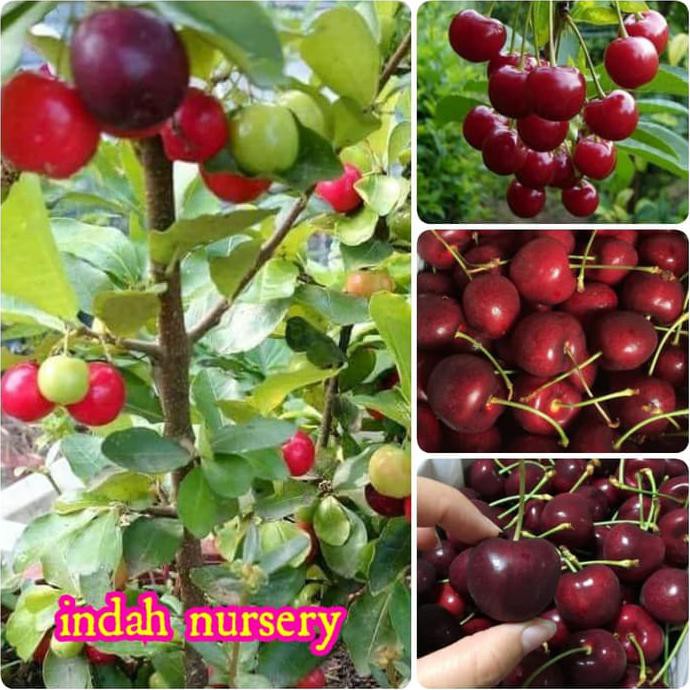Juz Bibit Buah Cherry Merah Atau Cherry Barbados Super Unggul | Shopee ...