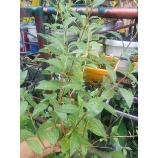 Jual INAI PACAR - DAUN PACAR - POHON PACAR - PERONA KUKU | Shopee Indonesia