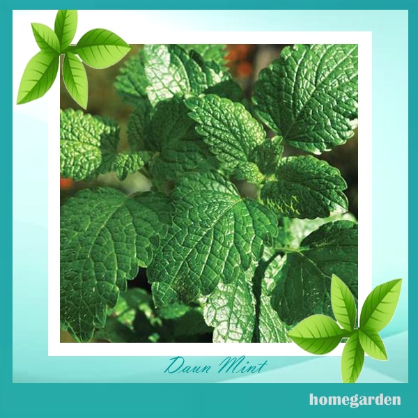 Jual Bibit Daun Mint Benih Tanaman Sayuran Daun Mint Bibit Daun ...