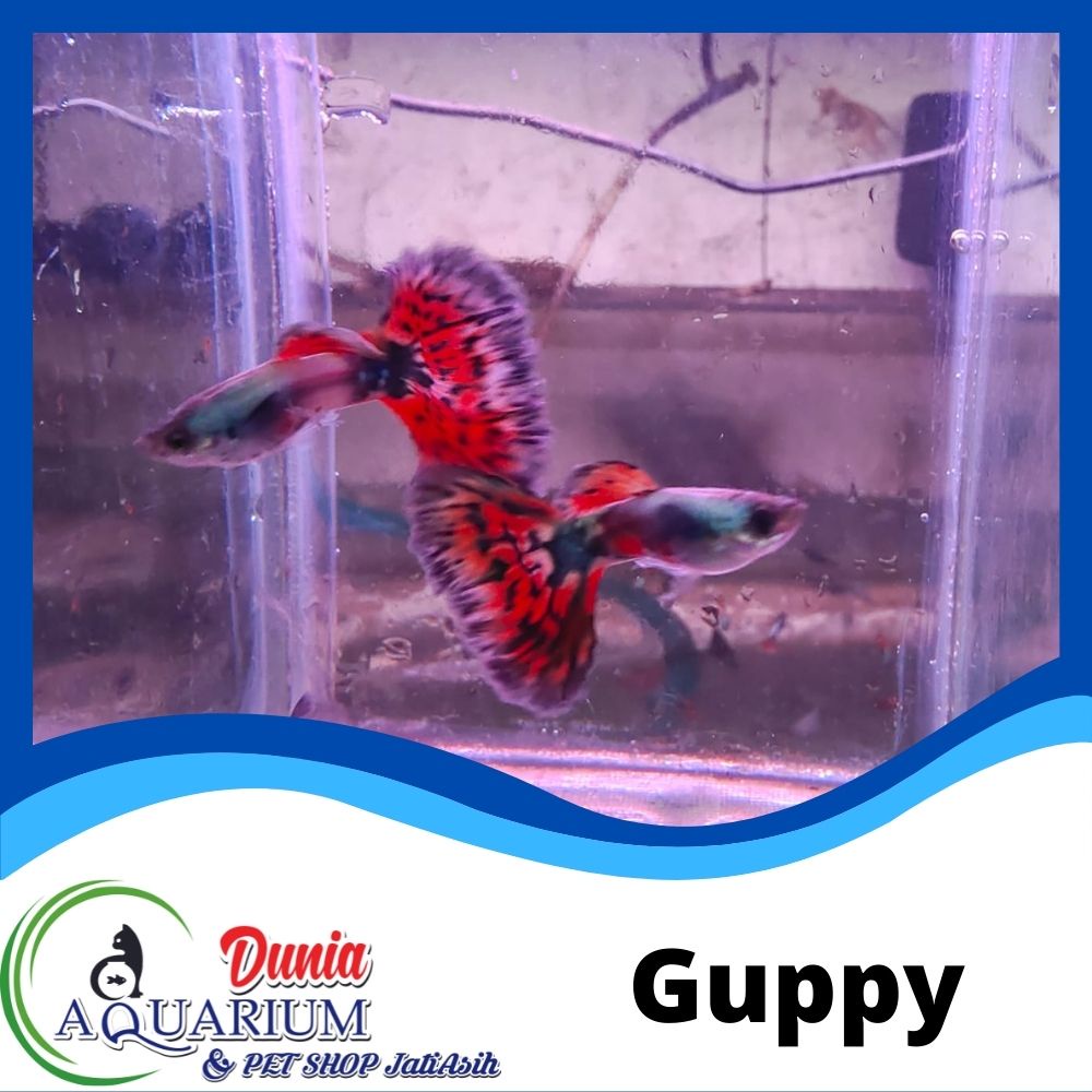 Jual Ikan Hias Guppy Gupi Akuarium Aquascape | Shopee Indonesia