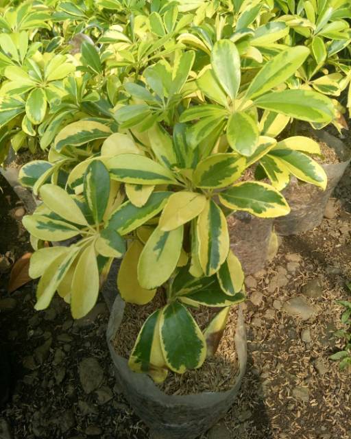 Catat! 10+ Tanaman Bunga Walisongo Terpopuler - Informasi Seputar ...