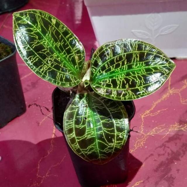 Produk tik_plants | Shopee Indonesia
