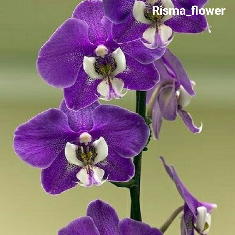 Jual ANGGREK PURPLE LOVE DEWASA SUDAH SPIKE ( TANAMAN HIAS ANGGREK ...