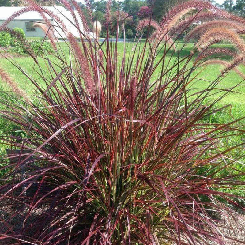 Jual Tanaman Rumput Merah / Red fountain grass | Shopee Indonesia