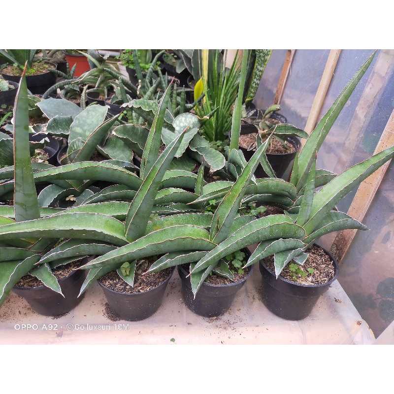Jual SANSEVIERIA robusta hijau tebal | Shopee Indonesia