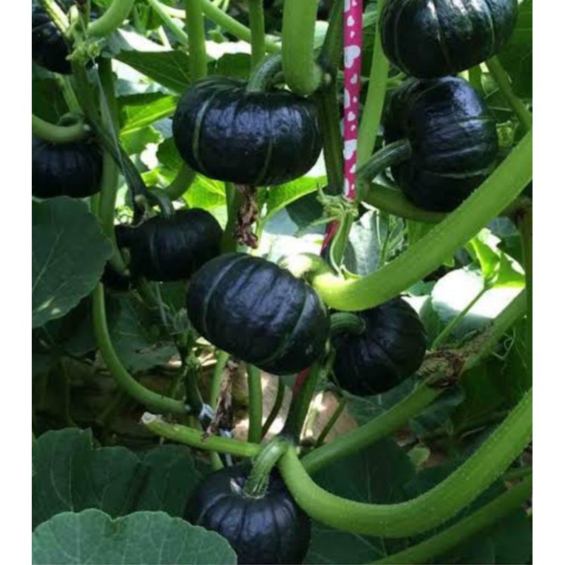 Jual 5 seed Biji Labu Hitam(Black Futtsu) | Shopee Indonesia