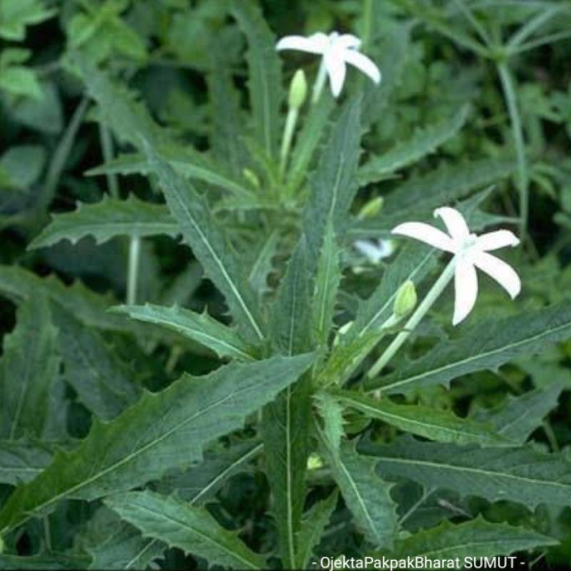 Jual Tanaman Apotek Hidup Isotoma longifora Daun Kitolod Obat Demam ...