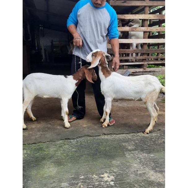 Jual Kambing 2 ekor + Potong Cacah / Kambing dan Domba Murah / Kambing Aqiqah Siap dimasak ...