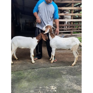 Jual Kambing 2 ekor + Potong Cacah / Kambing dan Domba Murah / Kambing Aqiqah Siap dimasak ...