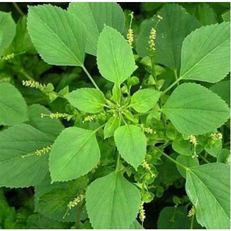 Harga Lateng Terbaru Februari 2023 |BigGo Indonesia