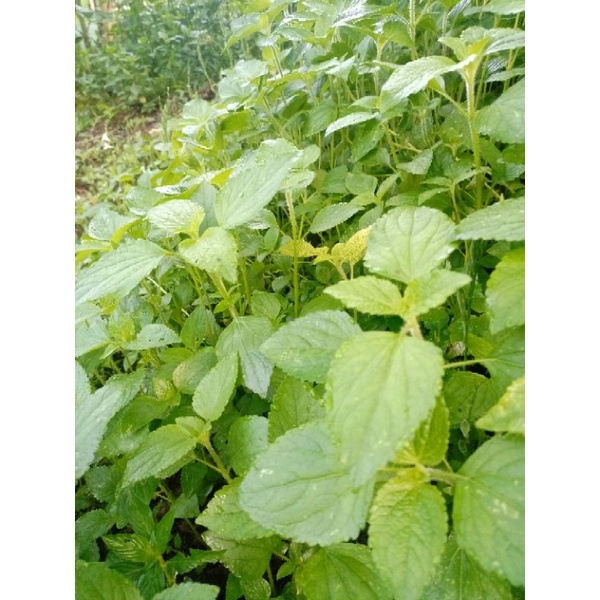 Jual RUMPUT BANDOTAN OBAT HERBAL 400 GRAM | Shopee Indonesia