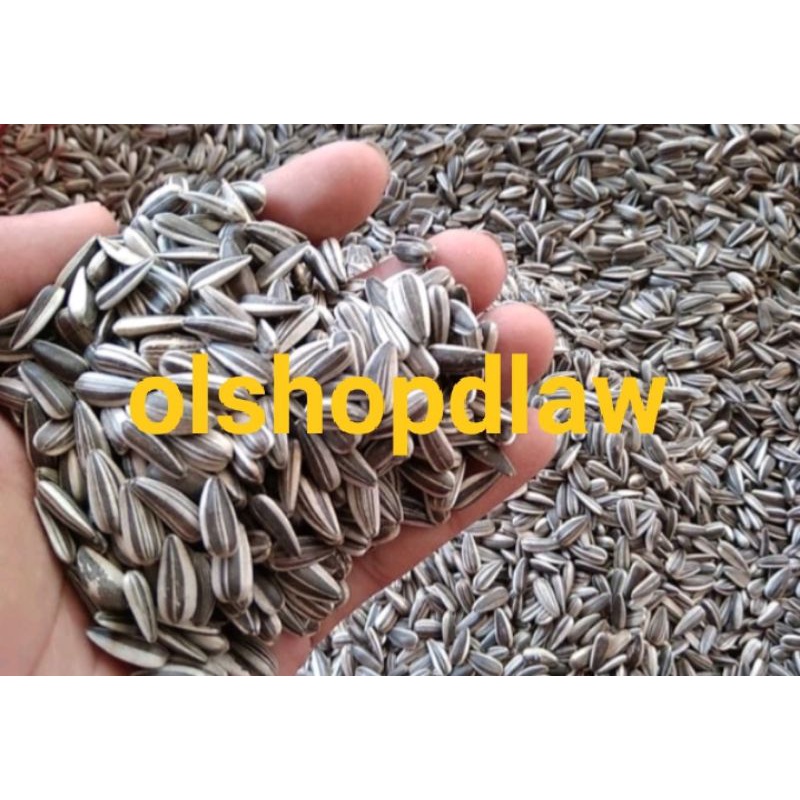 Jual biji bunga matahari tanaman hias baca deskripsi | Shopee Indonesia