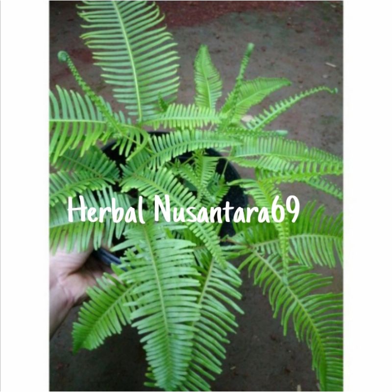 Jual Bibit Pohon Paku Anam / kayu resam pena kaligrafi | Shopee Indonesia