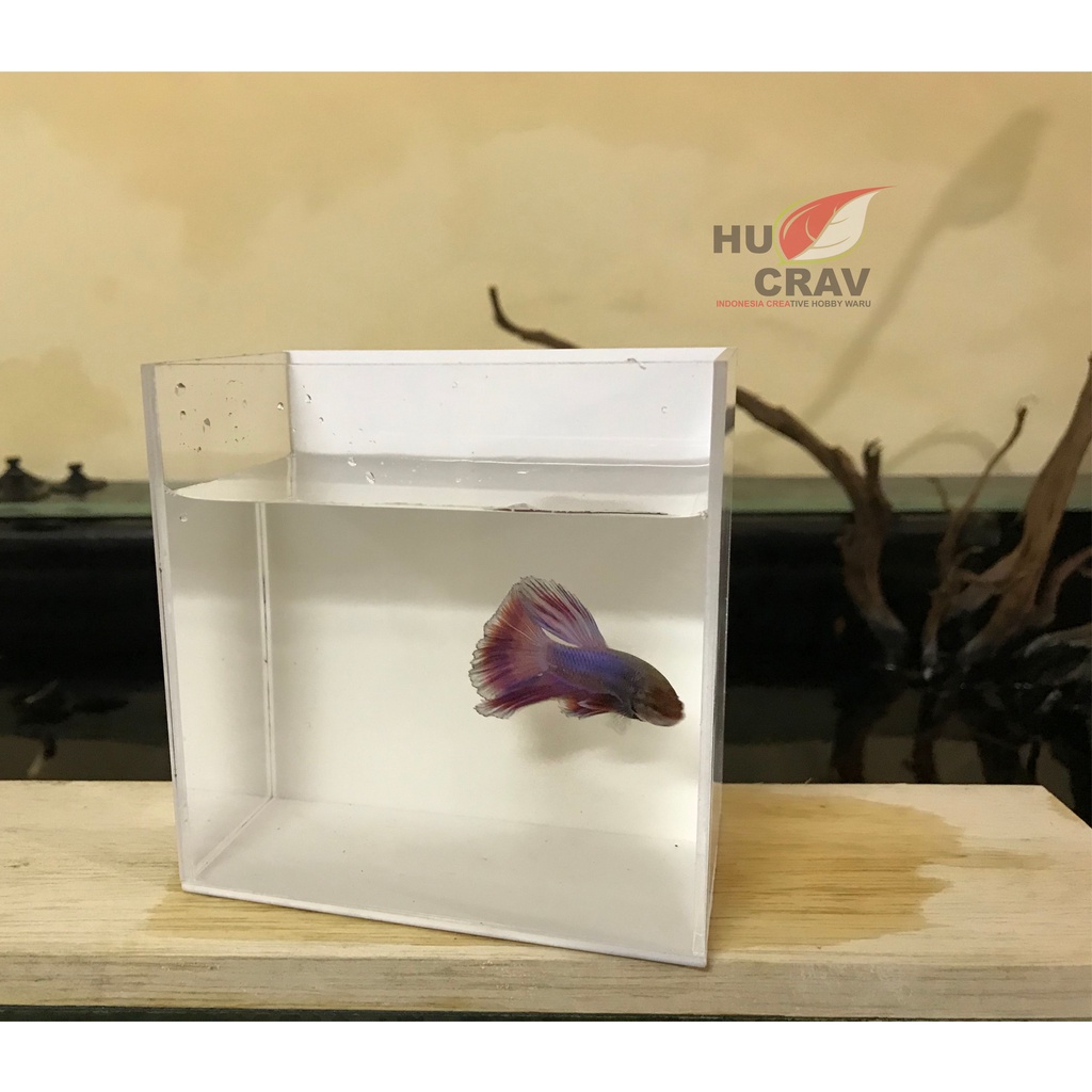 Jual Akuarium / Soliter Cupang 10 X 6 X 10cm Aquarium Akrilik Alas ...