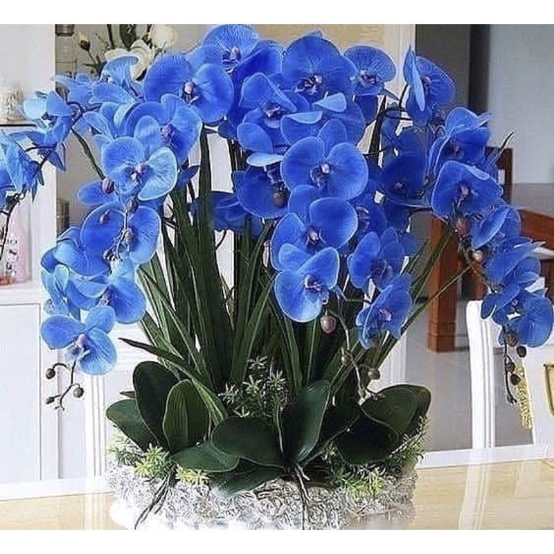 Jual PROMO!!TANAMAN HIAS ANGGREK TANAH//BIRU Indonesia|Shopee Indonesia