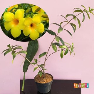 Jual Tanaman hias alamanda bunga kuning cathartica yellow | Jenis ...