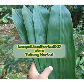 Jual Daun bacang//Daun bakcang/Daun Kicang/Daun Bambu/Daun Bungkus/Daun ...