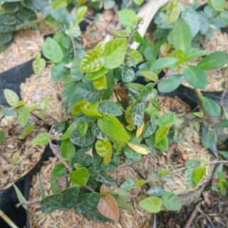 Jual Tanaman rambat dollar kecil 3 pcs (creeping ficus) | Shopee Indonesia