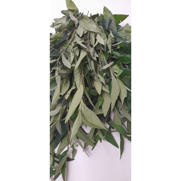 Jual Daun sadagori segar per 1kg | Shopee Indonesia