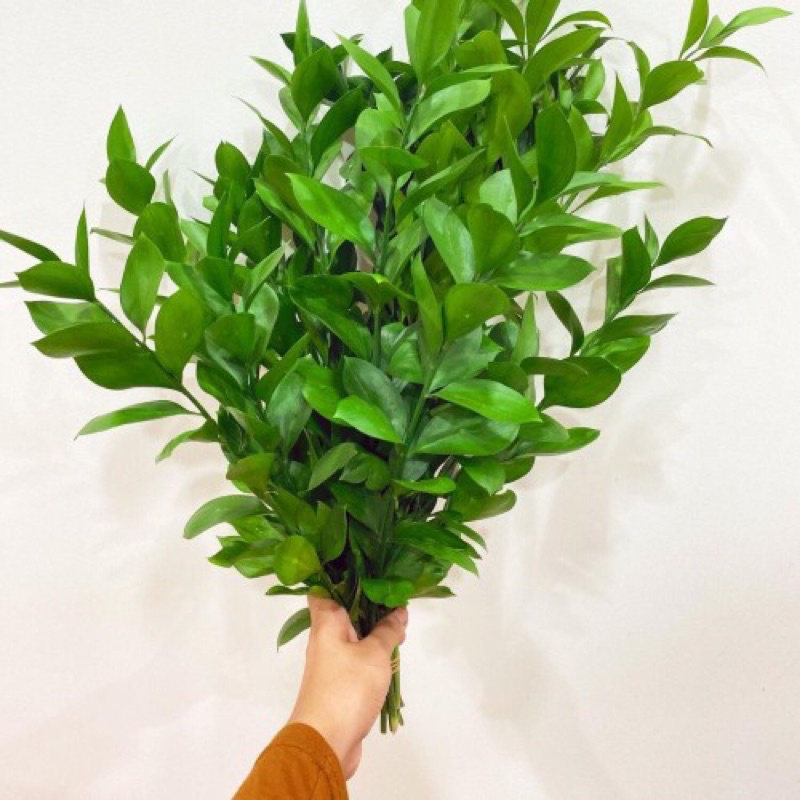 Jual Daun Ruskus Fresh | Shopee Indonesia