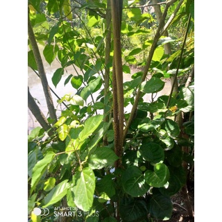 Jual batang stek daun singkil atau daun buas buas obat tumor | Shopee ...