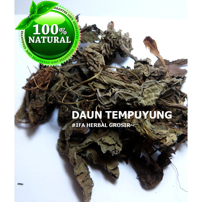 Jual Jamu Herbal Tradisional Tanaman Obat Daun Tempuyung | Shopee Indonesia
