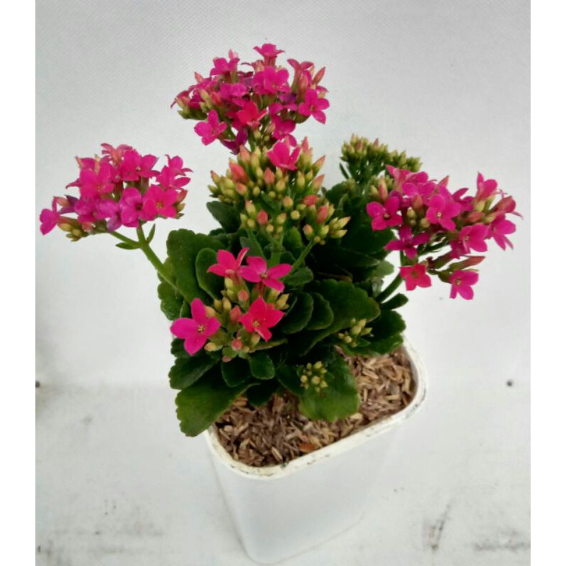 Jual Cocor bebek bunga pink | kalanchoe blossfeldiana | Tanaman hias ...