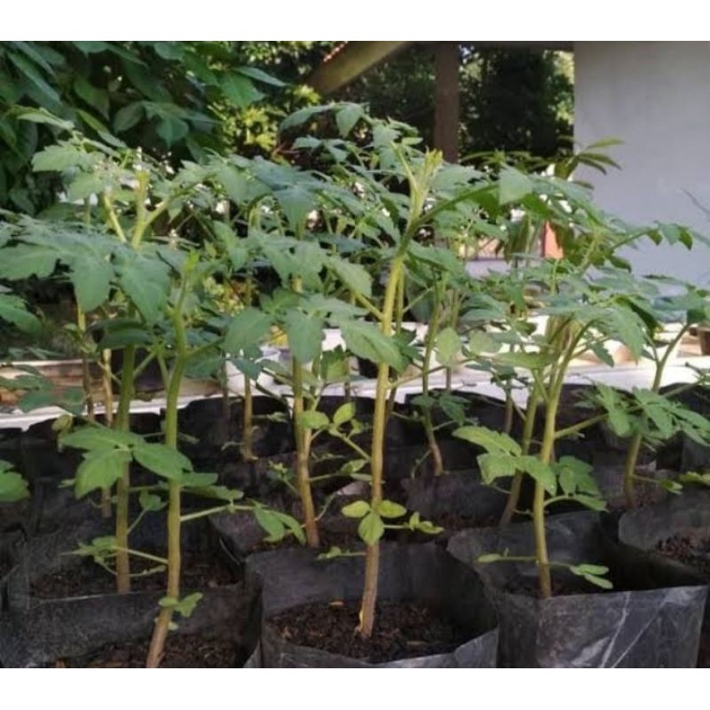 Jual pohon tomat sayur | Shopee Indonesia