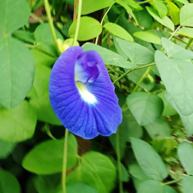 Jual Tanaman Herbal Bunga Telang / Tanaman Kembang Teleng Herbal ...
