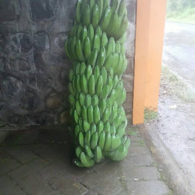 Jual Bibit Tanaman Pisang Raja Bulu Super - BIBIT WISATA AGROTANI ...