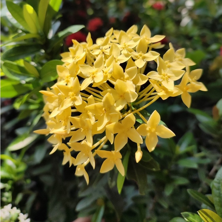 Jual Bunga Asoka Kuning Tanaman Hias Ixora Chinensis Bunga Murah ...