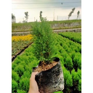 Jual Tanaman hias cemara pentung, cemara angin, cemara bola rimbun ...