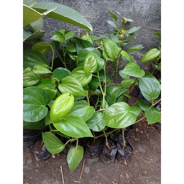 Jual sirih jawa | Shopee Indonesia